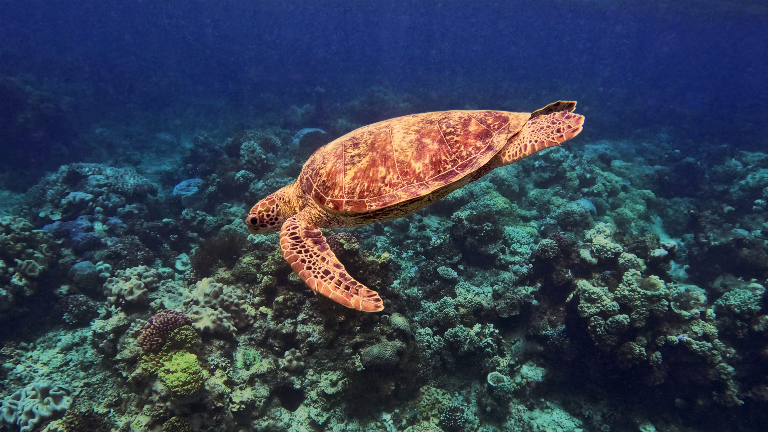 Snorkelling the Playground/Shark Mountain, Norman Reef - Snorkelling ...